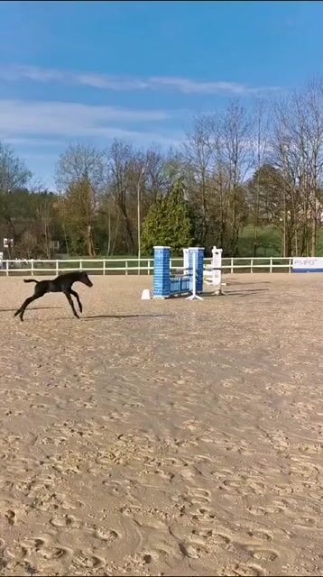 Oldenburg-International (OS) Hingst Föl (03/2024) Kan vara vit in Siegen