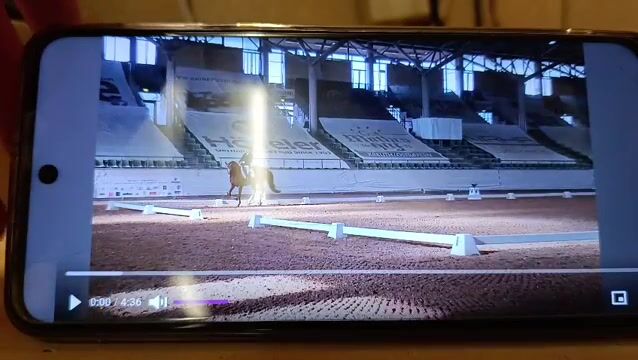 German Sport Horse Mare 15 years 15.3 hh Chestnut-Red in Frauenstein