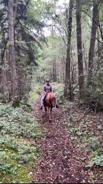 Islandpferd Stute 4 Jahre 140 cm Fuchs in Nienhagen