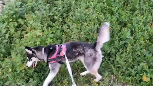 Siberian Husky Hündin 2 Jahre Tricolor