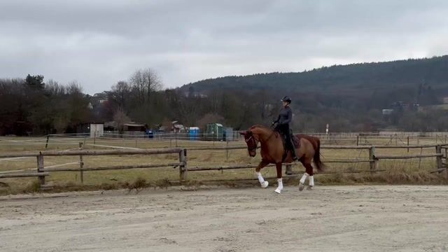 Westfale Wallach 7 Jahre 179 cm Dunkelfuchs in Lichtenfels