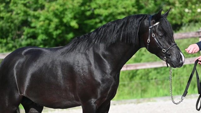 Welsh-B Hengst 3 Jahre 127 cm Rappe in Brummen