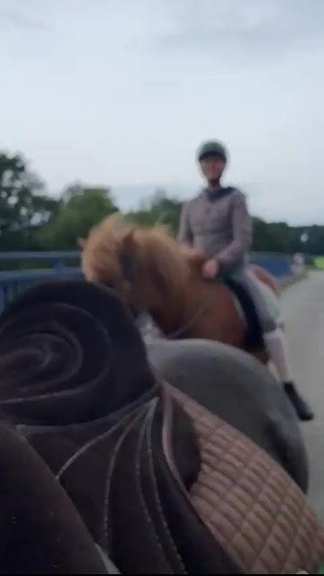 Islandpferd Stute 4 Jahre 140 cm Fuchs in Nienhagen