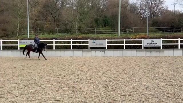 Oldenburger Springpferd Stute 6 Jahre 168 cm Brauner in Zernien