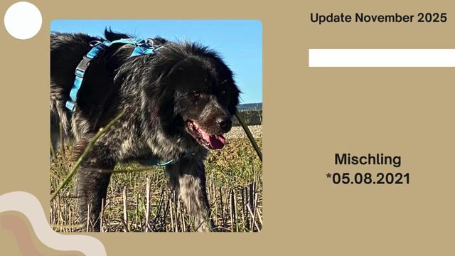 Olivia - Schüchterne Schönheit sucht neue Hunde-Menschen-Familie