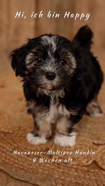 Maltipoo Hündin 4 Monate Tricolor