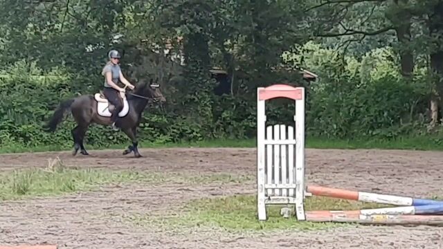 Weitere Ponys/Kleinpferde Wallach 3 Jahre 146 cm Dunkelbrauner in de Lutte